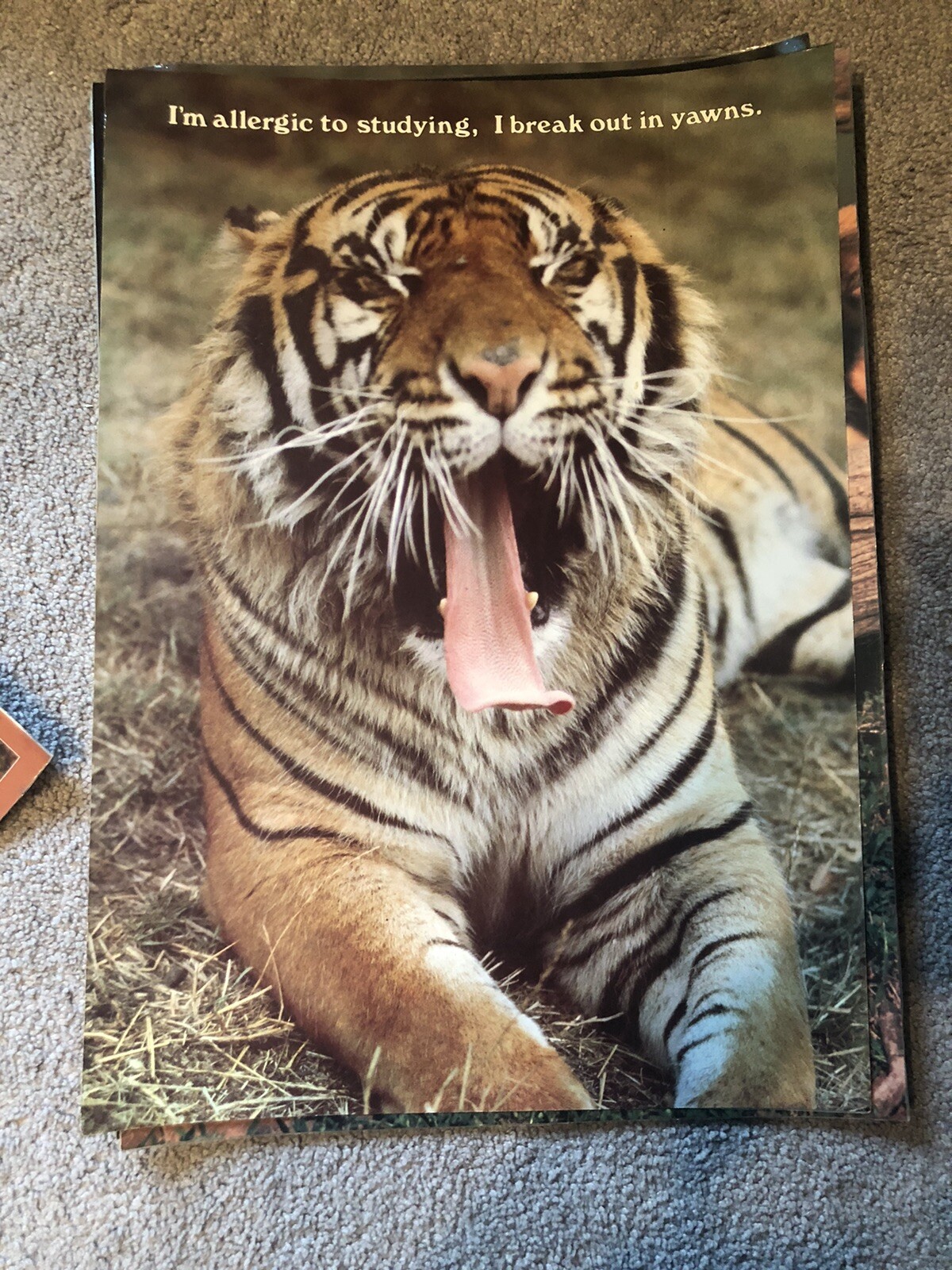 vintage argus posters Lot Of 6 Inspirational Tiger Cats 14x21 Laminated ...