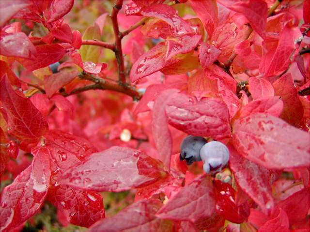 Highbush Blueberry, Vaccinium corymbosum, Seeds (Edible, Fall Color ...