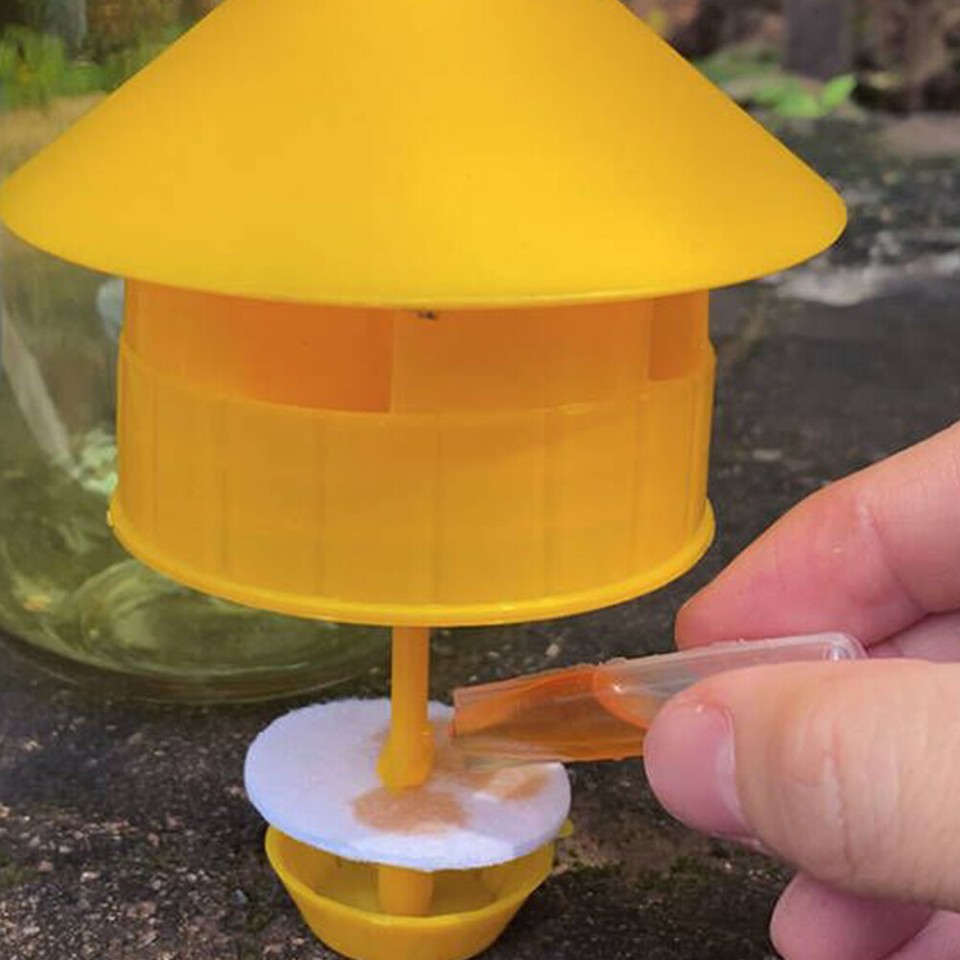Fruit Fly Trap Killer Drosophila Trap Solid for Orchard Insect Trap ...