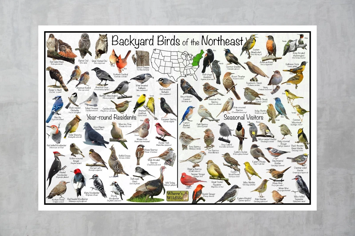 Identify Bird Feeder Birds