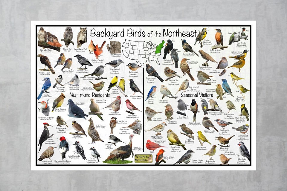 Backyard Birds of the Northeast Bird Identification Poster Bird ID ...