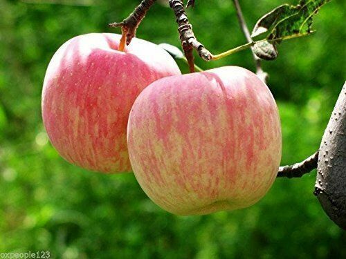 10+ All type Apple Tree Seeds Planting Fuji Gala Crisp Pink Lady Gold ...