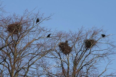 Photo 6x4 Nesting rooks at St Boswells These rooks (Corvus frugilegus ...