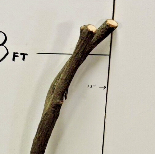 39" Hickory Wood Walking Stick Blank Staff Crafts Forked Crotch Top 1~1 ...