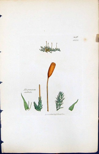 Old Print Hypnum Subtile British Plants Botany 1847 Sowerby Smith ...