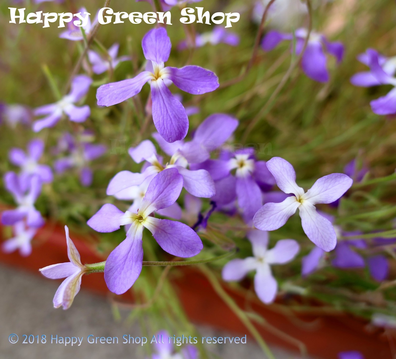 NIGHT SCENTED STOCKS 5 000 SEEDS Matthiola bicornis - Incredible Sweet ...