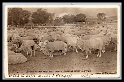 Post Card - SHEEP IN THE SHEARING CORRALLS NEAR DOUGLAS, WY | eBay