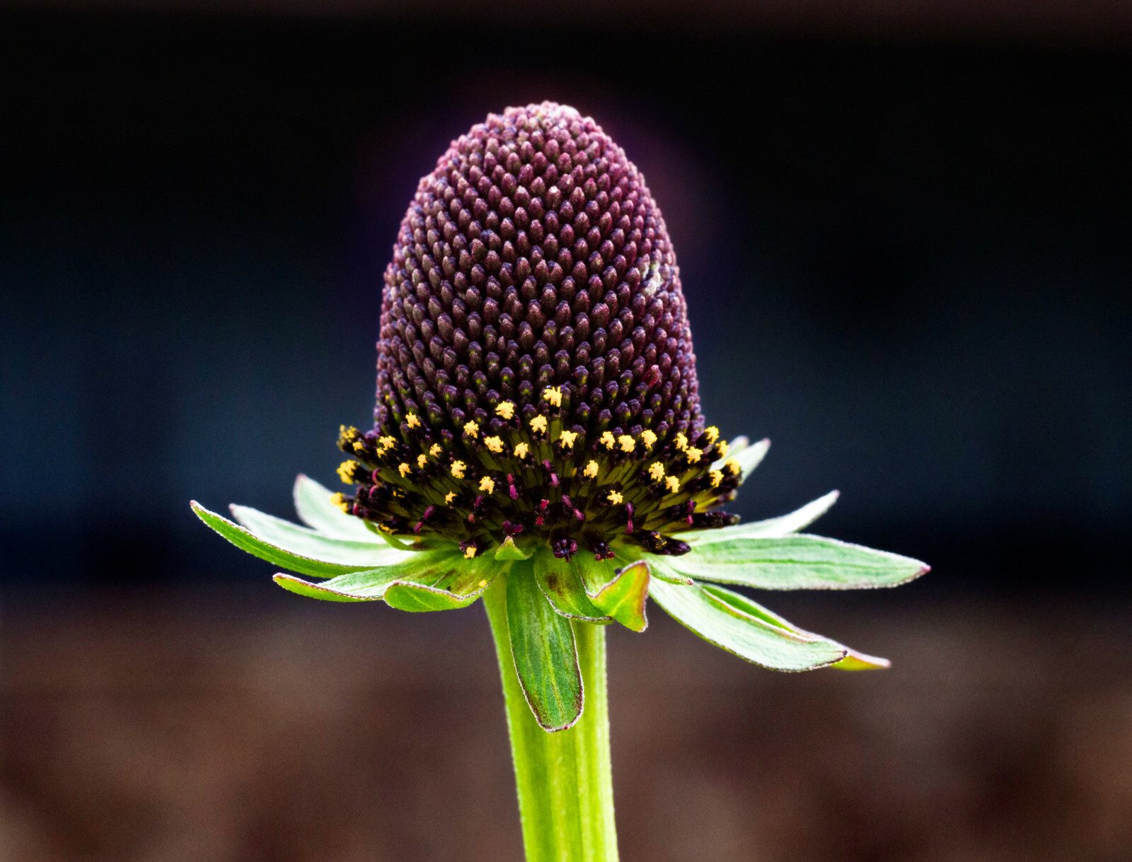 30 WESTERN CONEFLOWER Rudbeckia Occidentalis Green Wizard Black Flower ...
