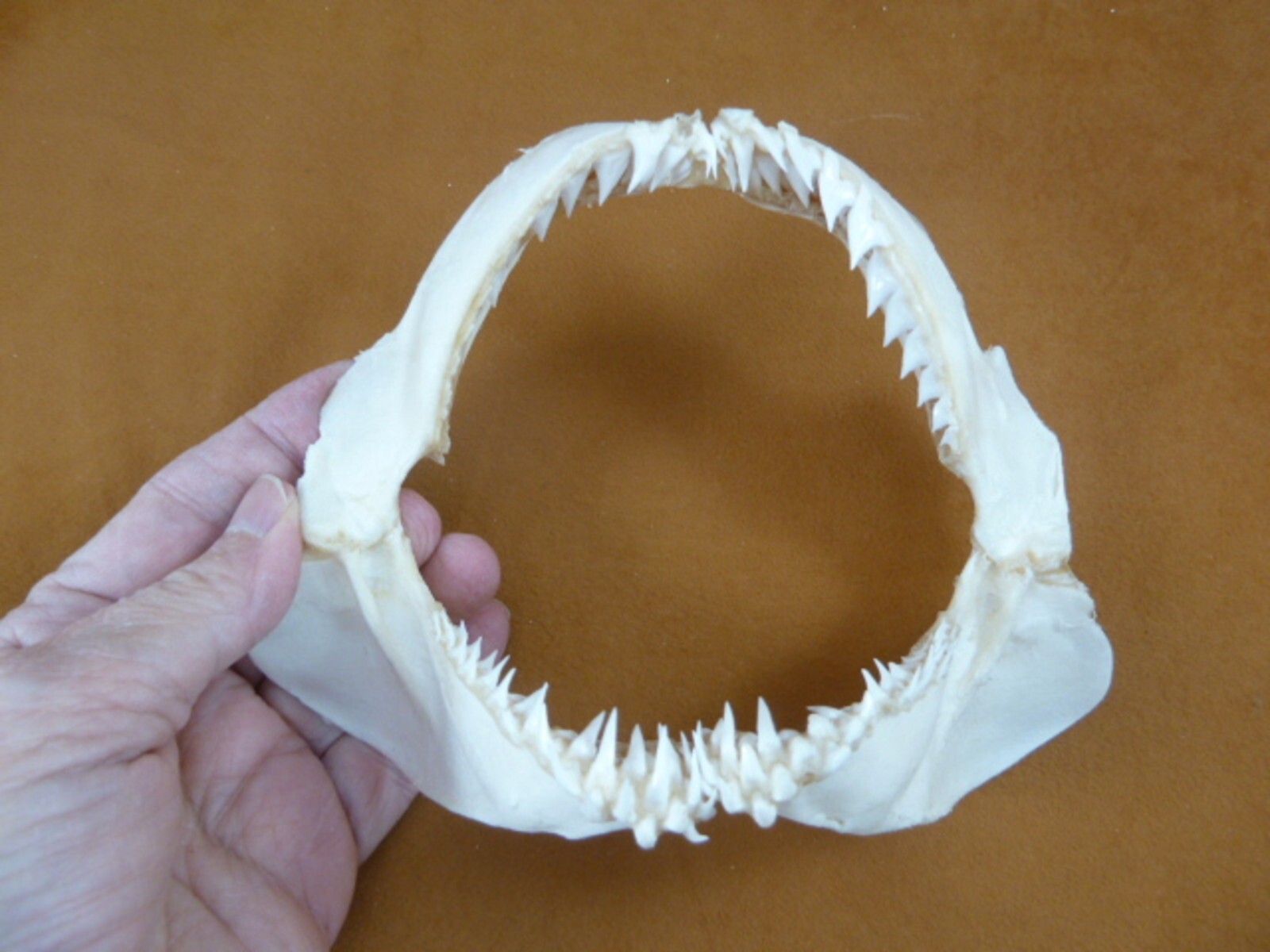 (SJ179-1) 6-1/2" HEMIPRISTIS SHARK jaw I love sharks jaws t**th ...