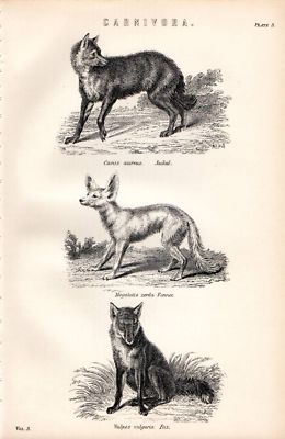 1880 PRINT CARNIVORA JACKAL FENNEC VULPES VULGARIS FOX | eBay