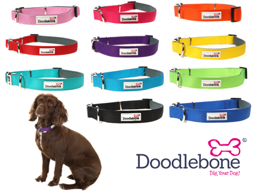 Doodlebone Originals collar all sizes and bold colours Lifetime ...