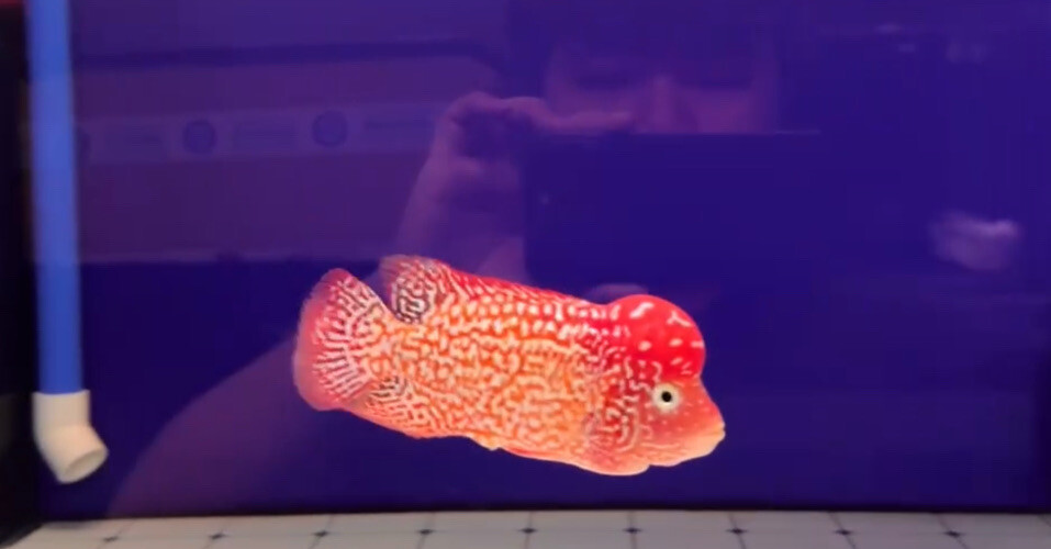 Kamfa Flowerhorn Golden Base GB Vip High Quality | eBay