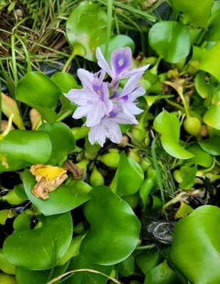 (2) Living Fish Pond Flowering Plants Water Alive Aquatic Floating ...