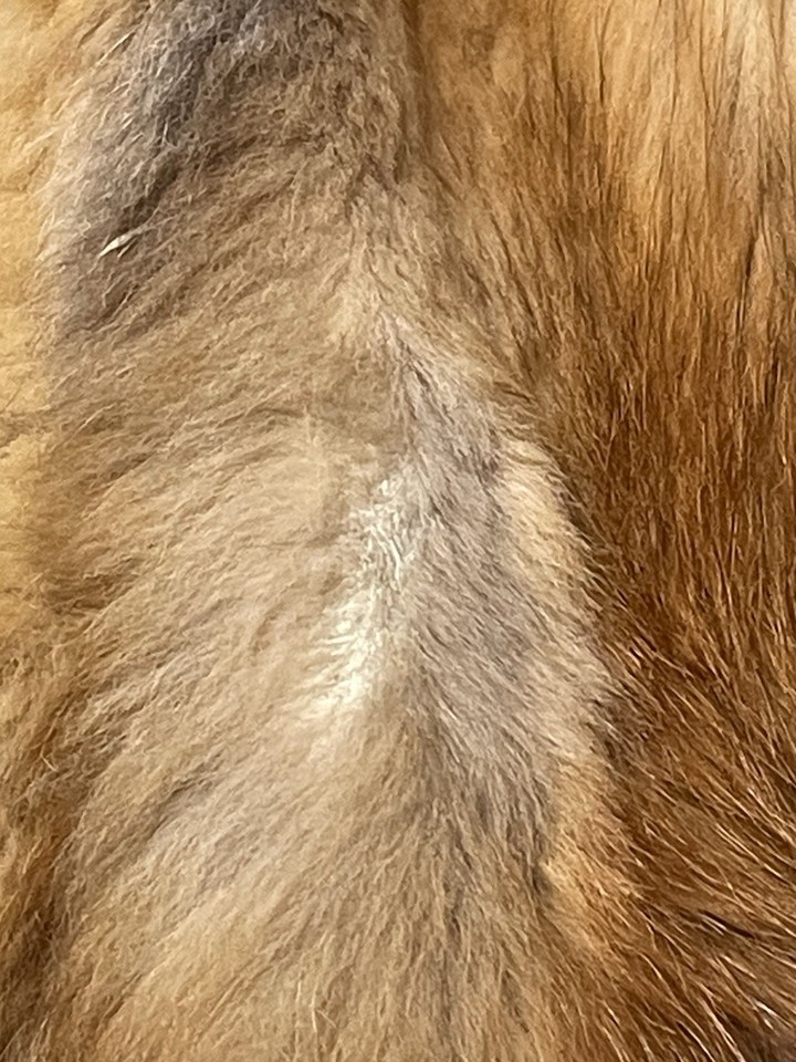 Vintage 60s 70s Red Fox Fur Coat Jacket Titches Dallas Womens S M Pit ...