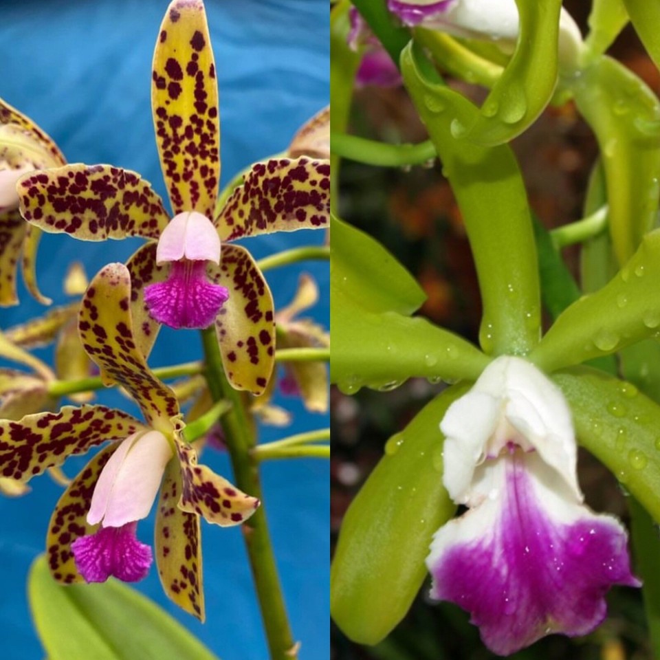 Cattleya Leafwood Lane X Rlc Little Mike Orchid Hybrid Many Flowers 4 ...