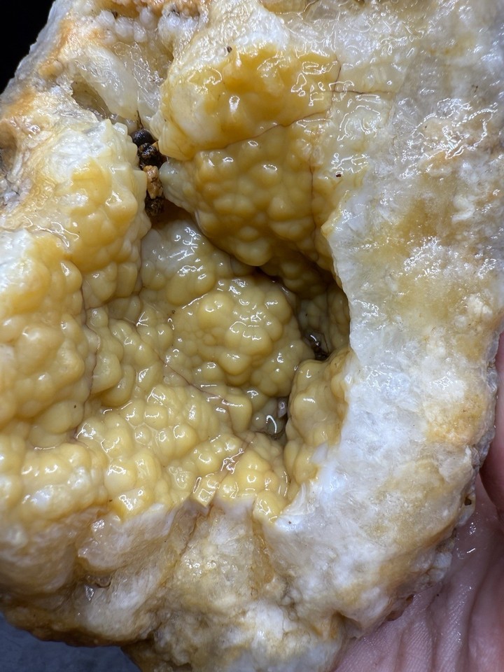 Champagne White Fossilized Indiana Geode Crystal Agate Crinoid 4,040 ...