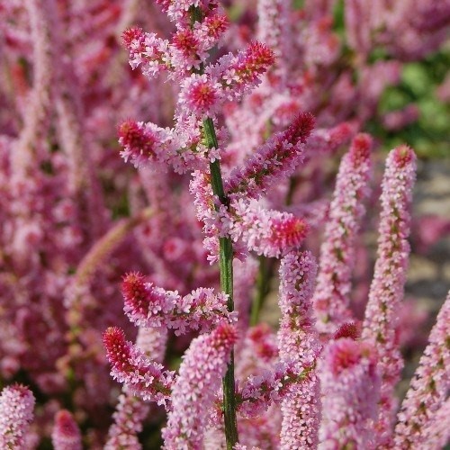 Russian Statice (Limonium suworowii)x 50 seeds. Drought tolerant | eBay