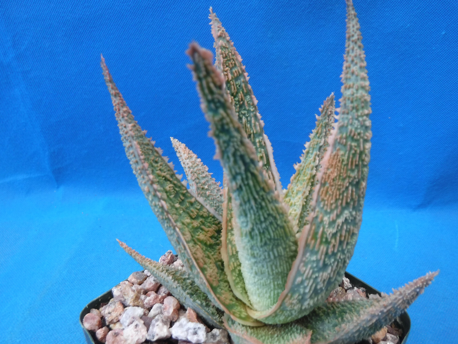 Aloe Hybrid: "Green Sand" Rooted Plants 3"+ Easy to Grow Succulent ...