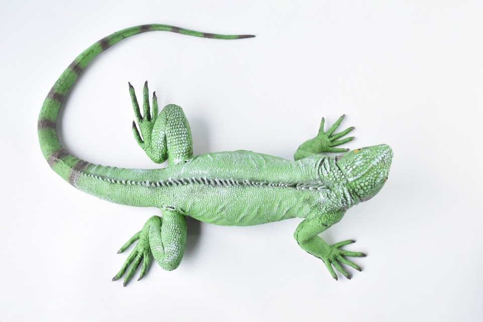 Iguana, Lizard, Museum Quality, Foam Rubber Reptile, Toy, Educational ...