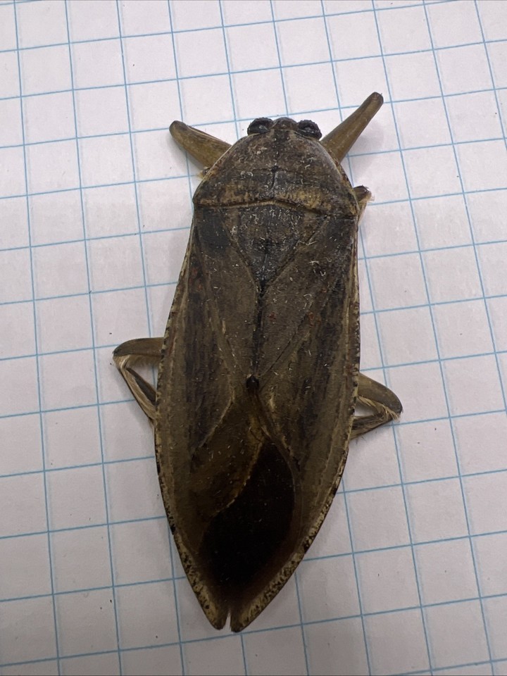 Belostomatidae Lethocerus americanus? Toe biter BEL 001 Coll. 2025 Sk, Canada | eBay