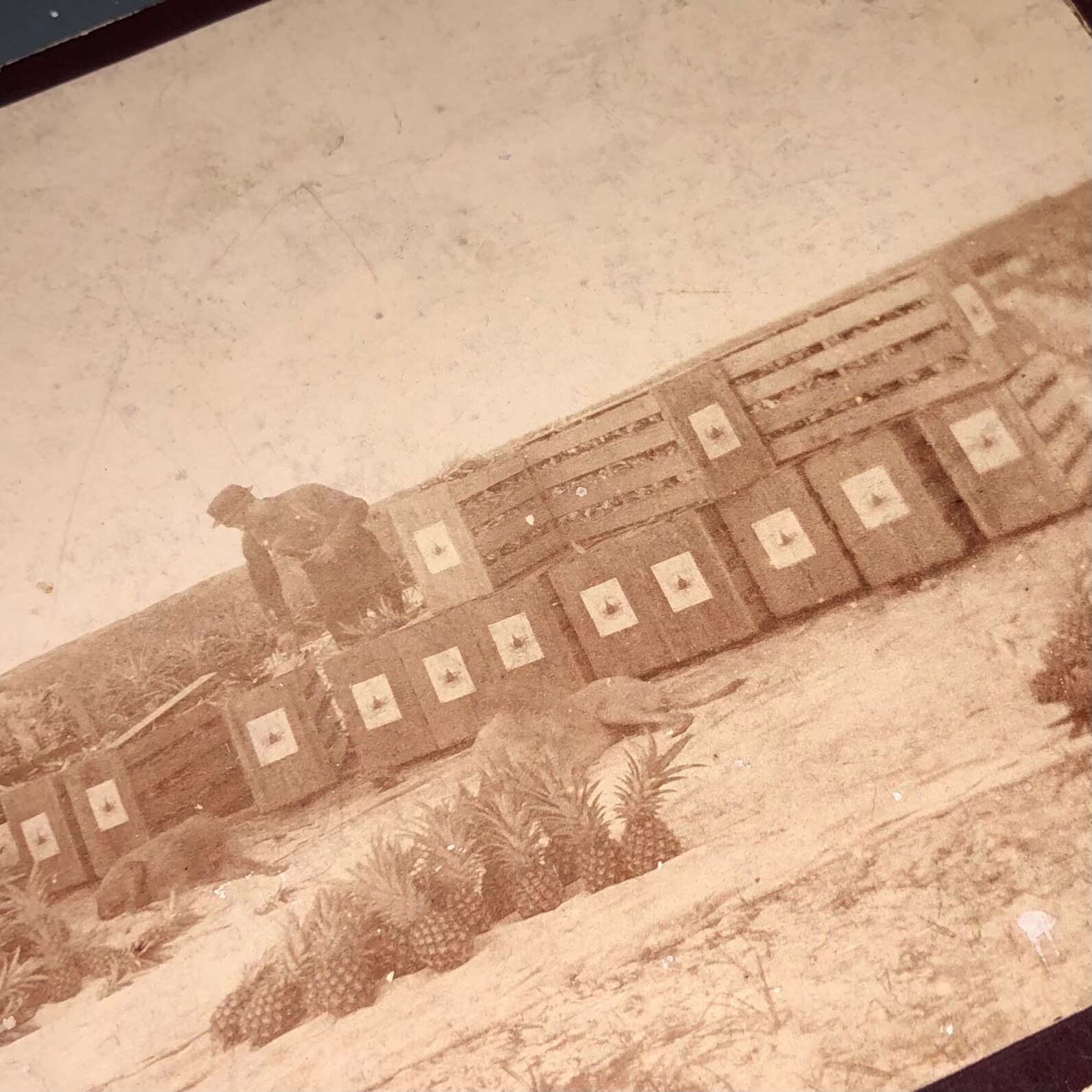Rare 1880s PINEAPPLE FARM Tillman FL Palm Bay Florida FARMING Antique ...