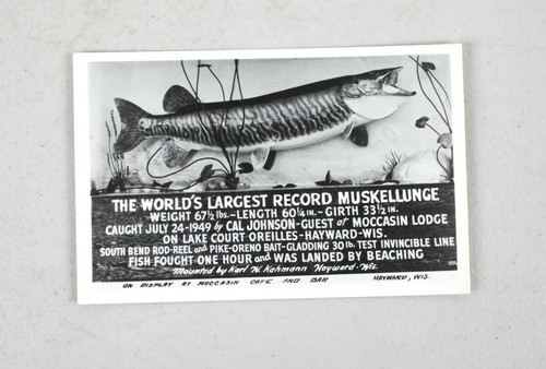 Vintage Postcard Muskie Muskellunge Fishing World Record Hayward ...