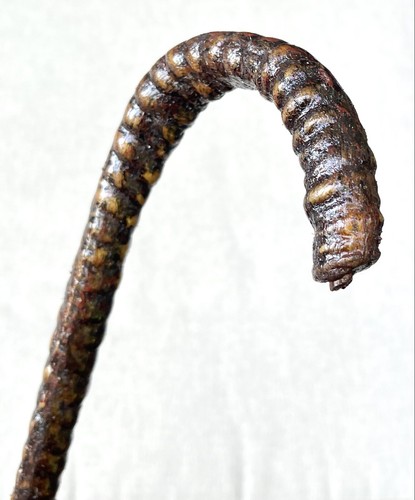 Vintage Antique Heavy Bull Penis Split Iron Core Crook Pizzle Walking ...