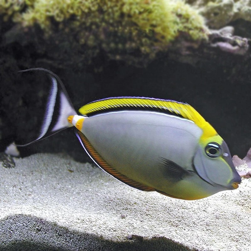 Baby Naso Tang