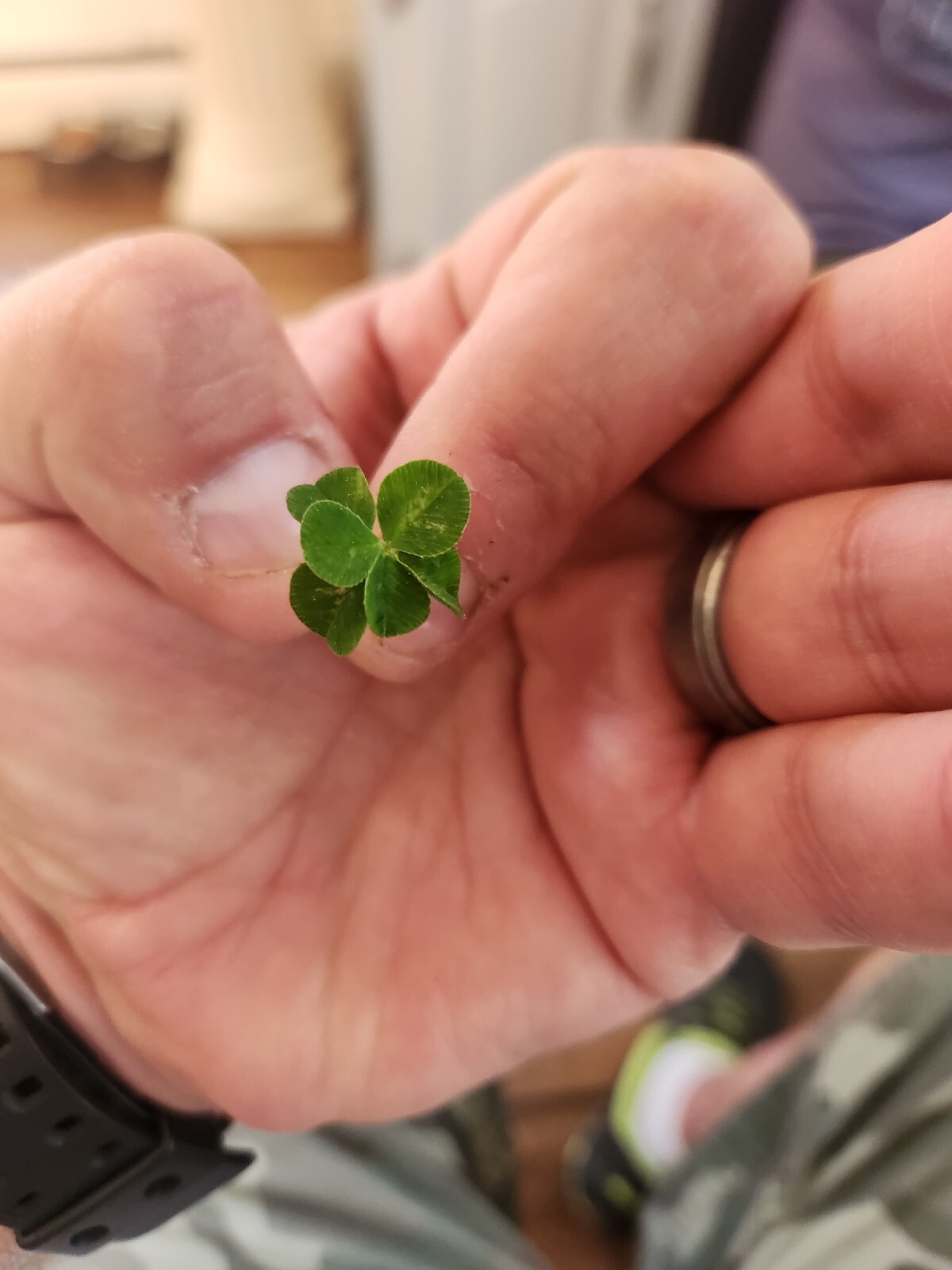 6 Leaf Clover RARE | eBay