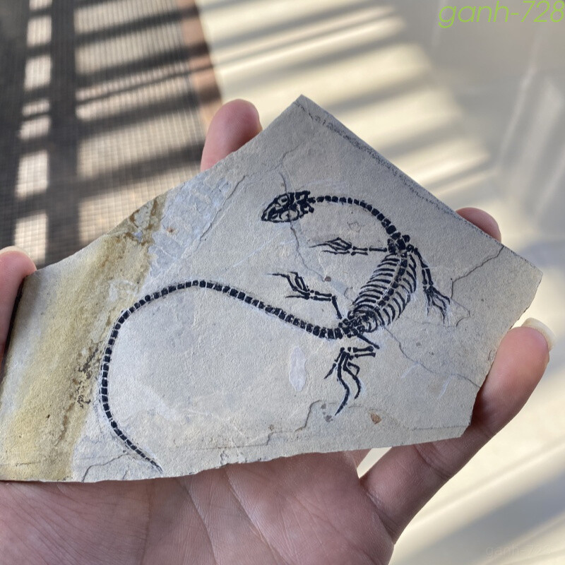 Real AMPHIBIAN-VERTEBRA-NOTHOSAURIA-JURASSIC Dragon Dinosaur Fossil | eBay