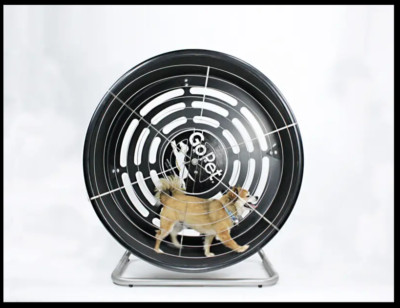 GoPet Treadwheel Exercise Wheel Small Dogs up to 25 pounds Go Pet | eBay