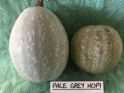 Pumpkin HOPI PALE GREY-Pumpkin Seeds-NATIVE AMERICAN HEIRLOOM- Min 12 ...