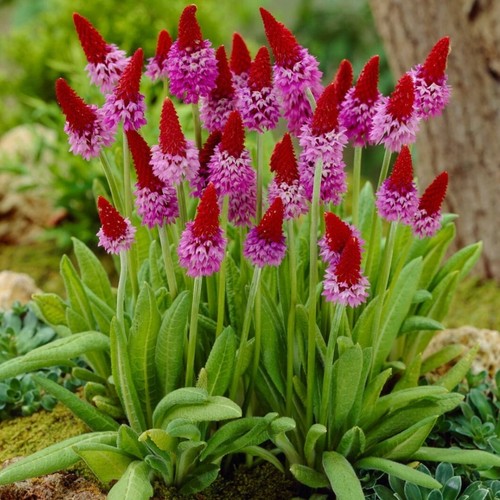 Primula vialii plug plants red hot poker flowers hardy perennial, Pack ...