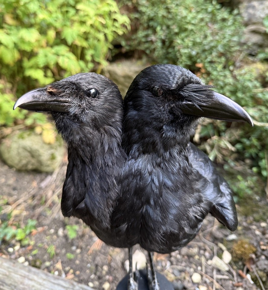 🎄 Taxidermy XL large Two Headed Crow not A raven GOTHIC 🎃 🖤 | eBay UK