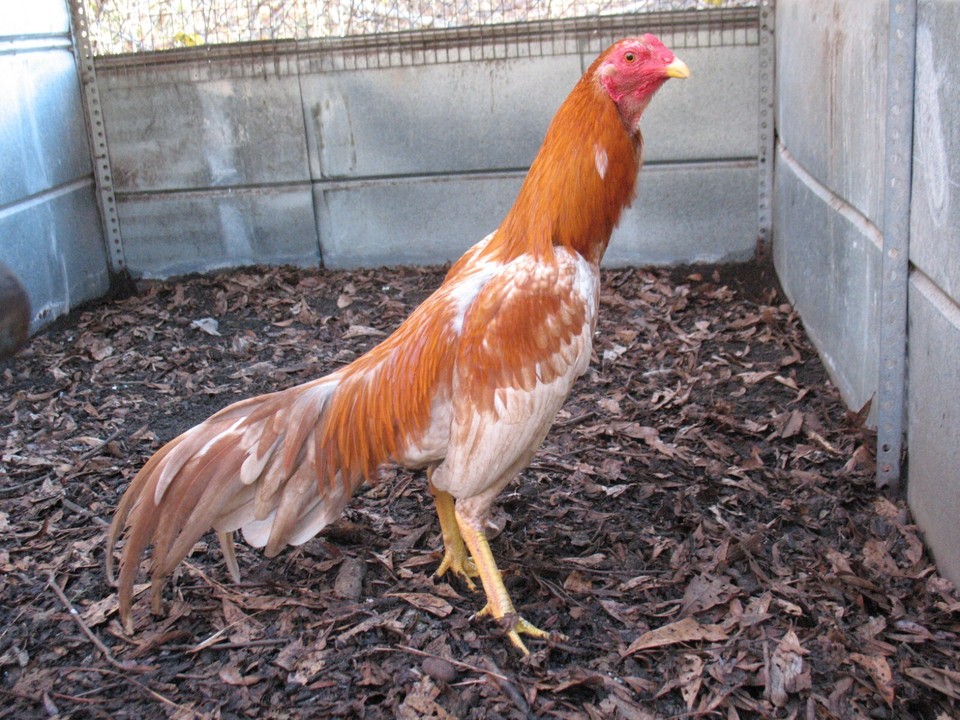 6 BLUE "WAHL" ASIL HATCHING EGGS *FRESH FERTILE* ORIENTAL EXOTIC EGGS ...