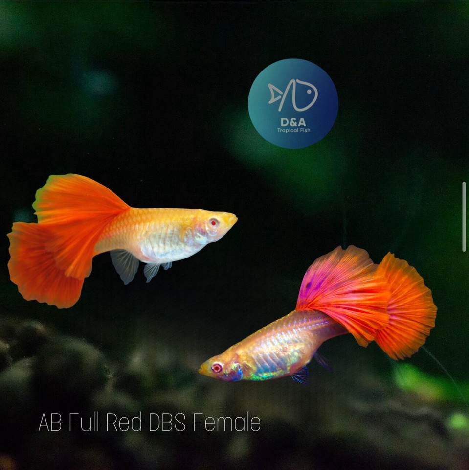 1 Trio - Albino Full Red DBS Fancy Guppies - High Quality Guppy Fish ...