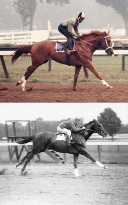 SECRETARIAT & MAN O' WAR - LOT OF (2) 8X10 SARATOGA WORKOUT PHOTOS IN ...