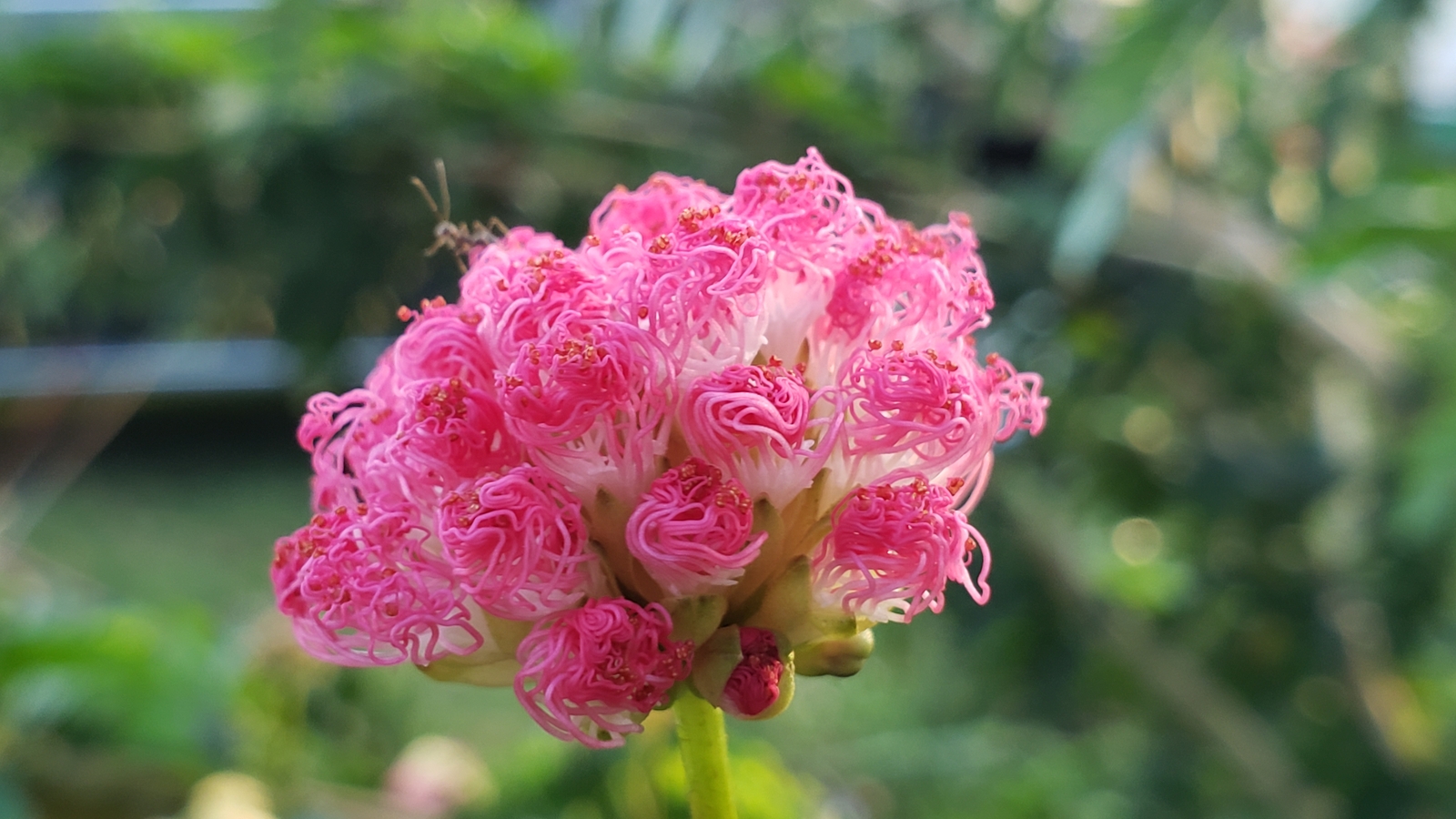 SURINAM Pink Powder Puff Tree Plant Rose Cascade Unique Flowers Bonsai ...