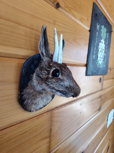 Taxidermy Jackalope Rabbit Mount Bunny Antlers Mythical oddity ...
