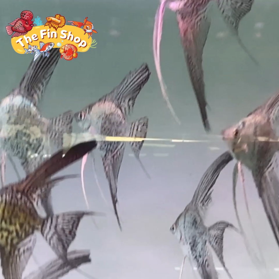 Pack of 3 - Longfin Leopard Angelfish - 1inch + Body Size | eBay