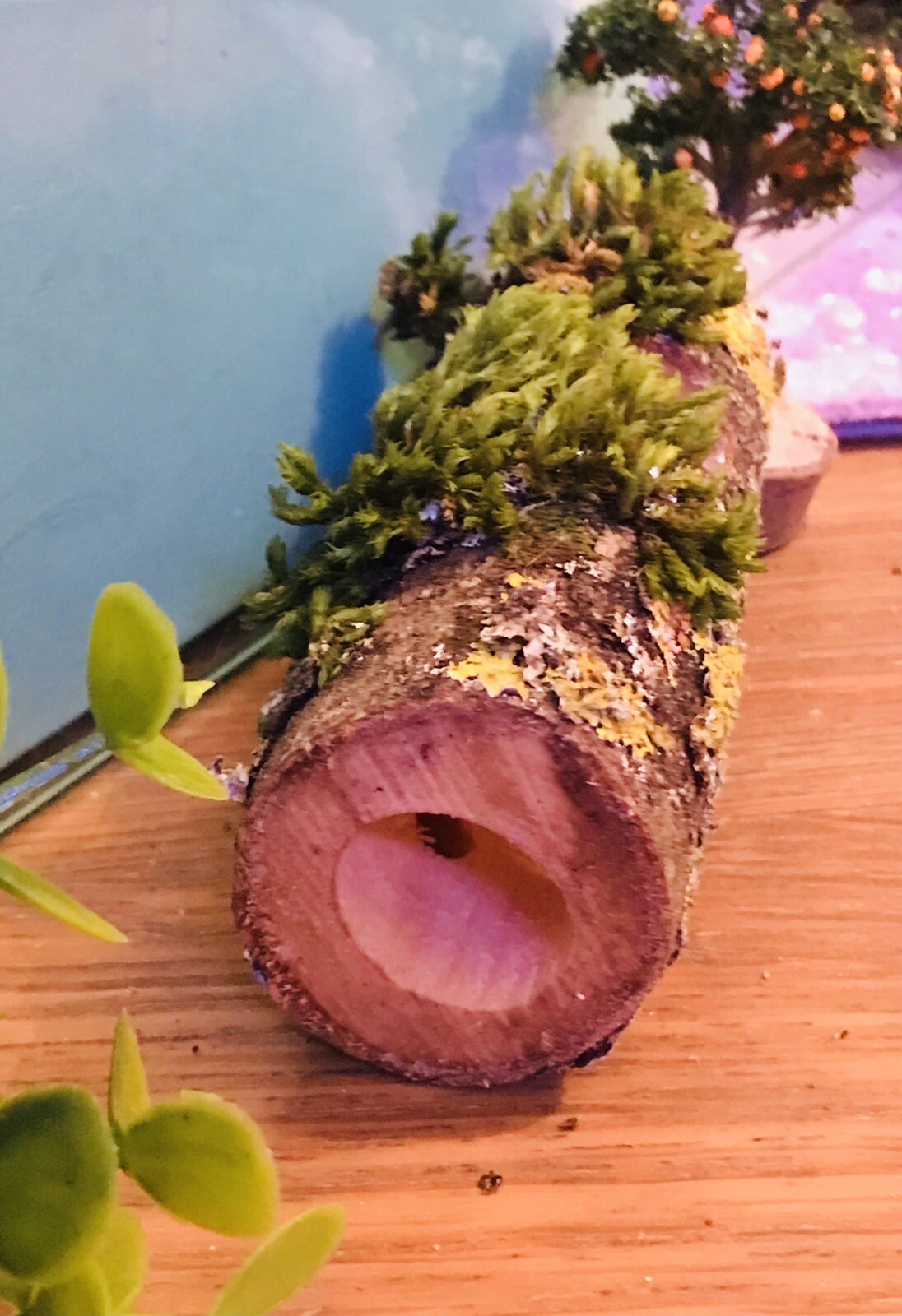 Jumping Spider/reptile Wooden Log Hides Magnetic Enclosure Decor ...