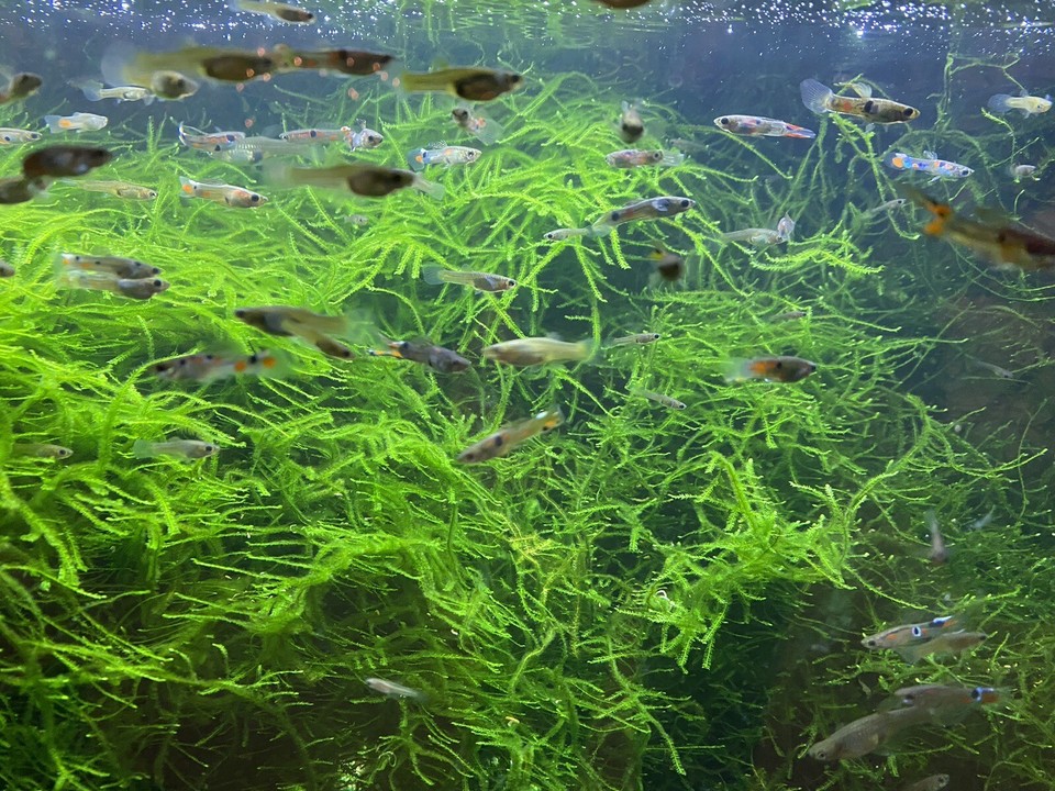 Live Purebred Endler Guppies 5 Pack- 2 F, 3M Plus Free Java Moss And ...