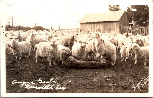 RPPC Angora Goats Kerrville Texas 1941 Real Photo Postcard D37 | eBay