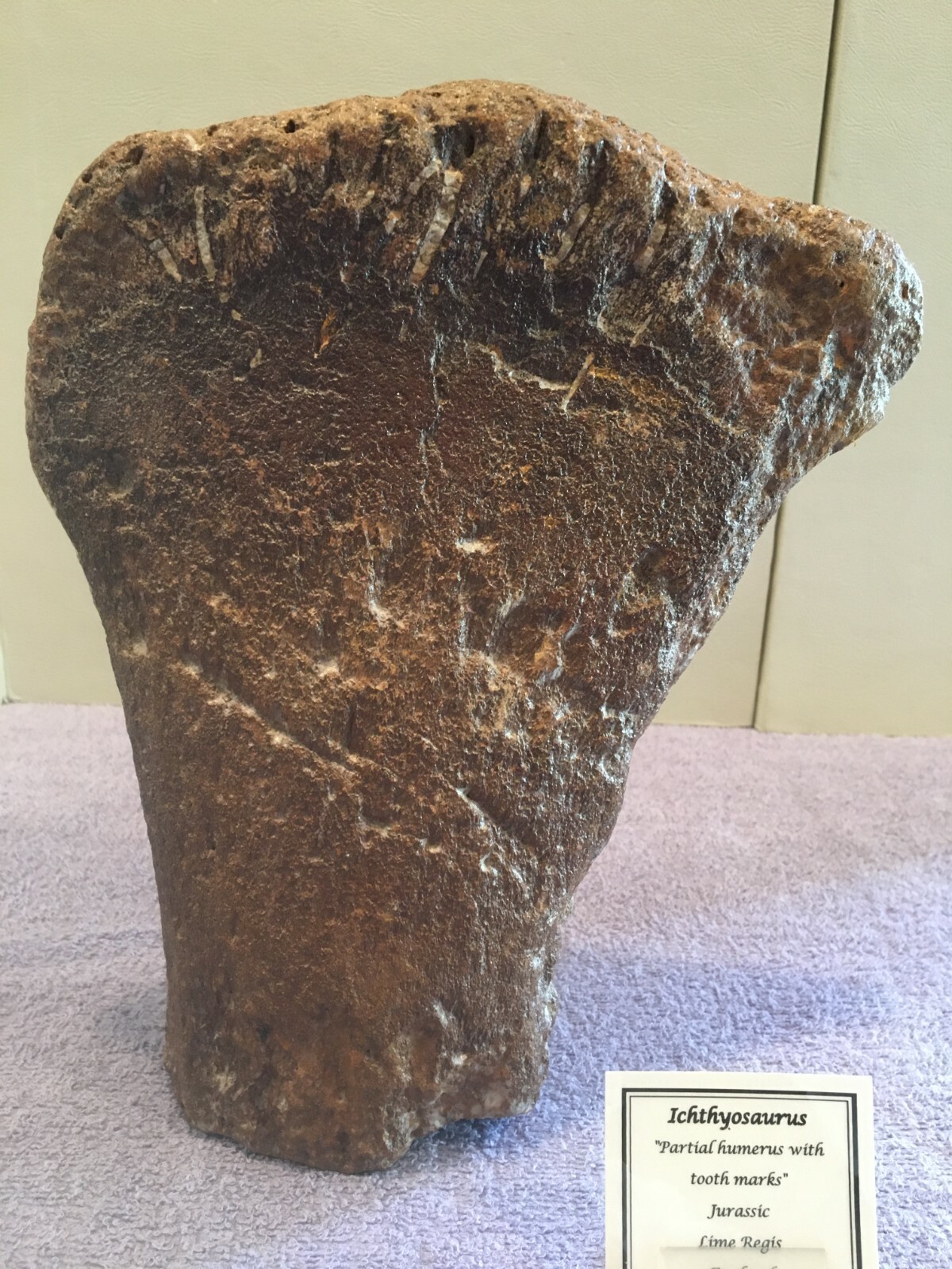 ICHTHYOSAUR-ICHTHYOSAURUS-HUMERUS-HEAVY & HUGE FOSSIL PADDLE BONE ...