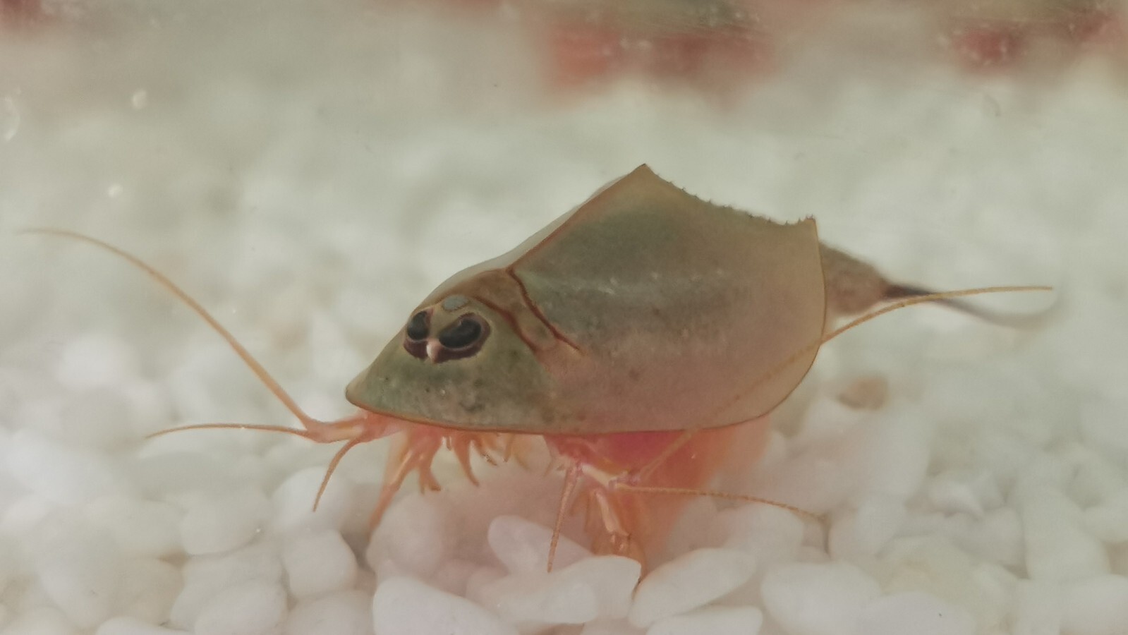 Triops Longicaudatus Grau (Urzeitkrebse) - 100 Eier abgezählt und ...