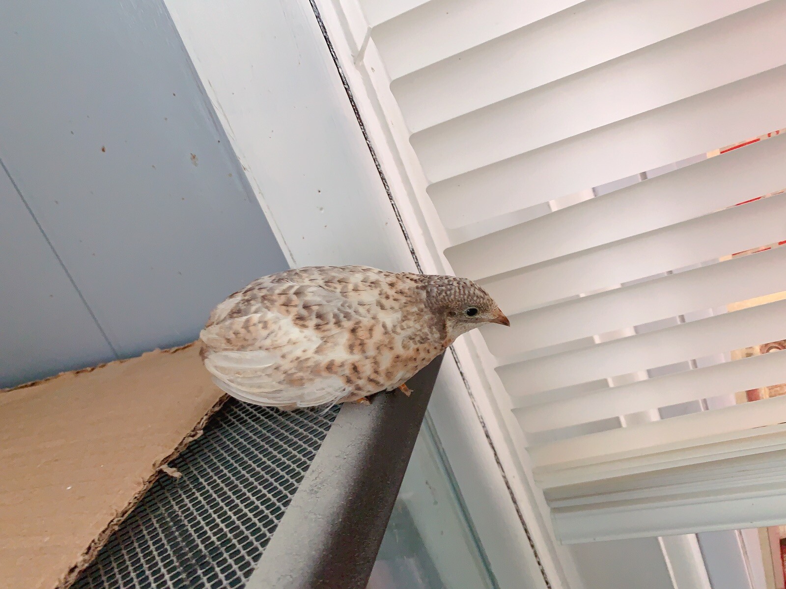12 Button Quail Hatching Eggs NPIP & AI a high fertilization rate | eBay