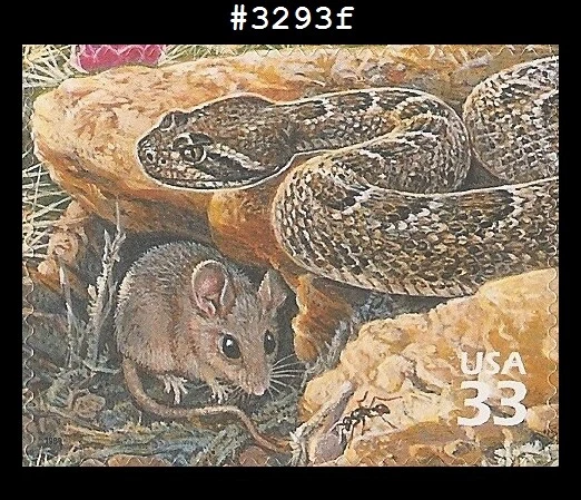 Sonoran Desert Mouse