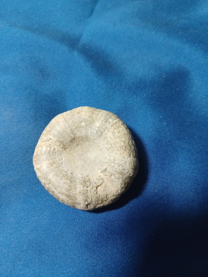 Sea Urchin Fossil Dinosaur Age Texas High Quality Large 54 Grams ...