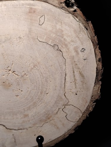 Maple Wood Slice Live Edge Bark Spalted | eBay