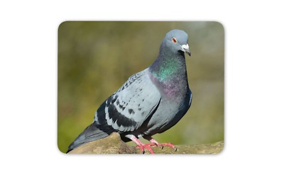 Funky Grey Pigeon Mouse Mat Pad - Ornithology Twitcher Fun Computer ...